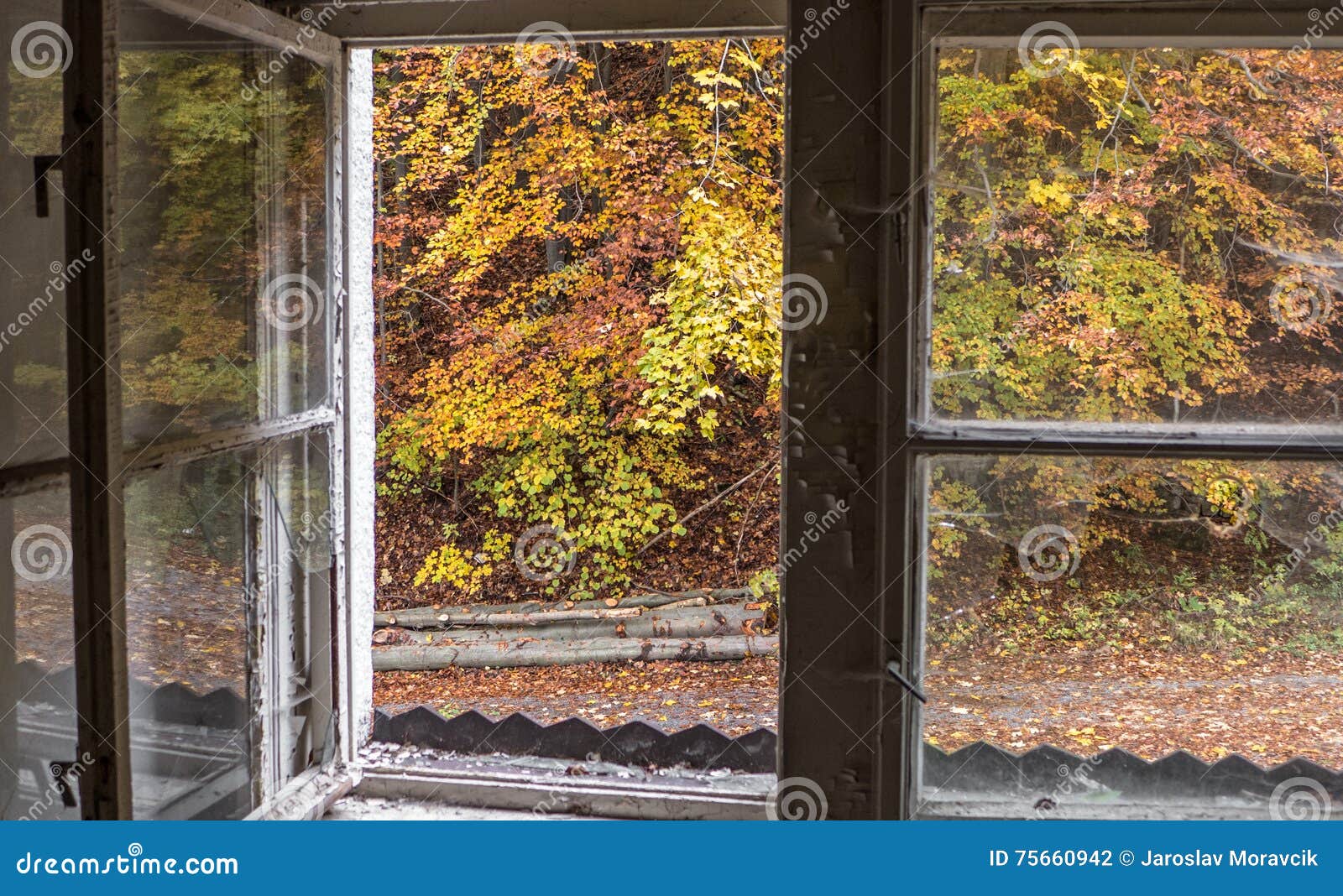 Autumn Trees through Window Stock Photo - Image of park, yellow: 75660942