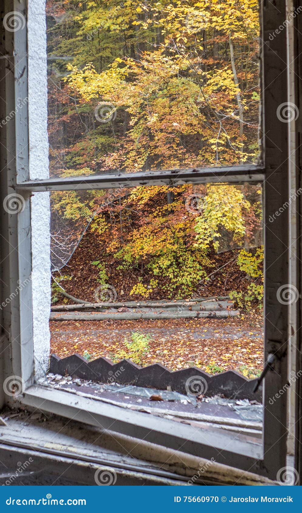 Autumn Trees through Window Stock Photo - Image of colorful, tree: 75660970