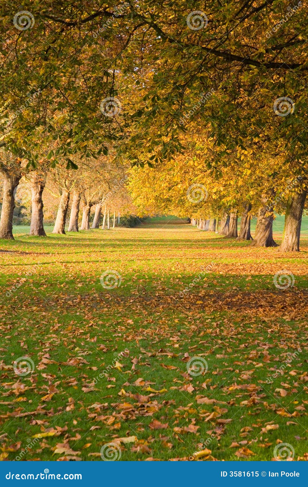 Autumn trees at Windsor stock image. Image of fall, autumn - 3581615