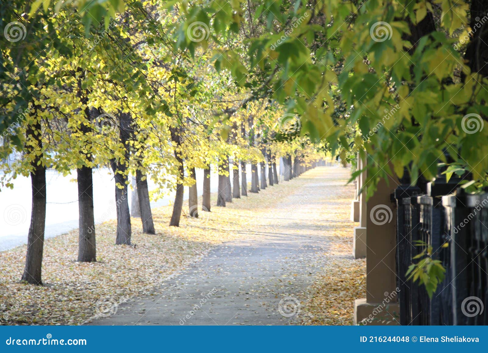 Autumn trees yard stock photo. Image of gravy, living - 216244048