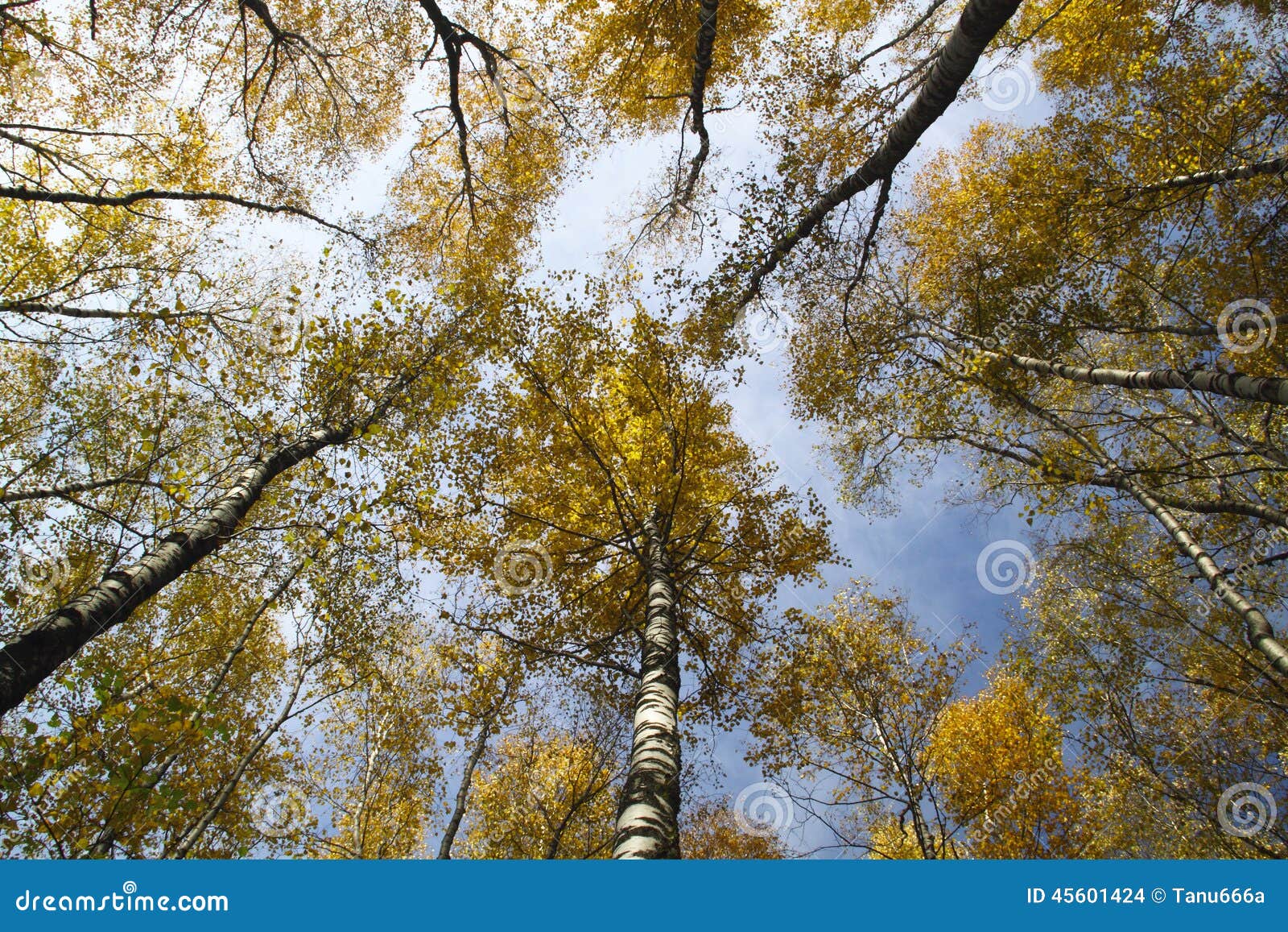Autumn Trees with Yellow Leaves Against the Sky Stock Photo - Image of ...