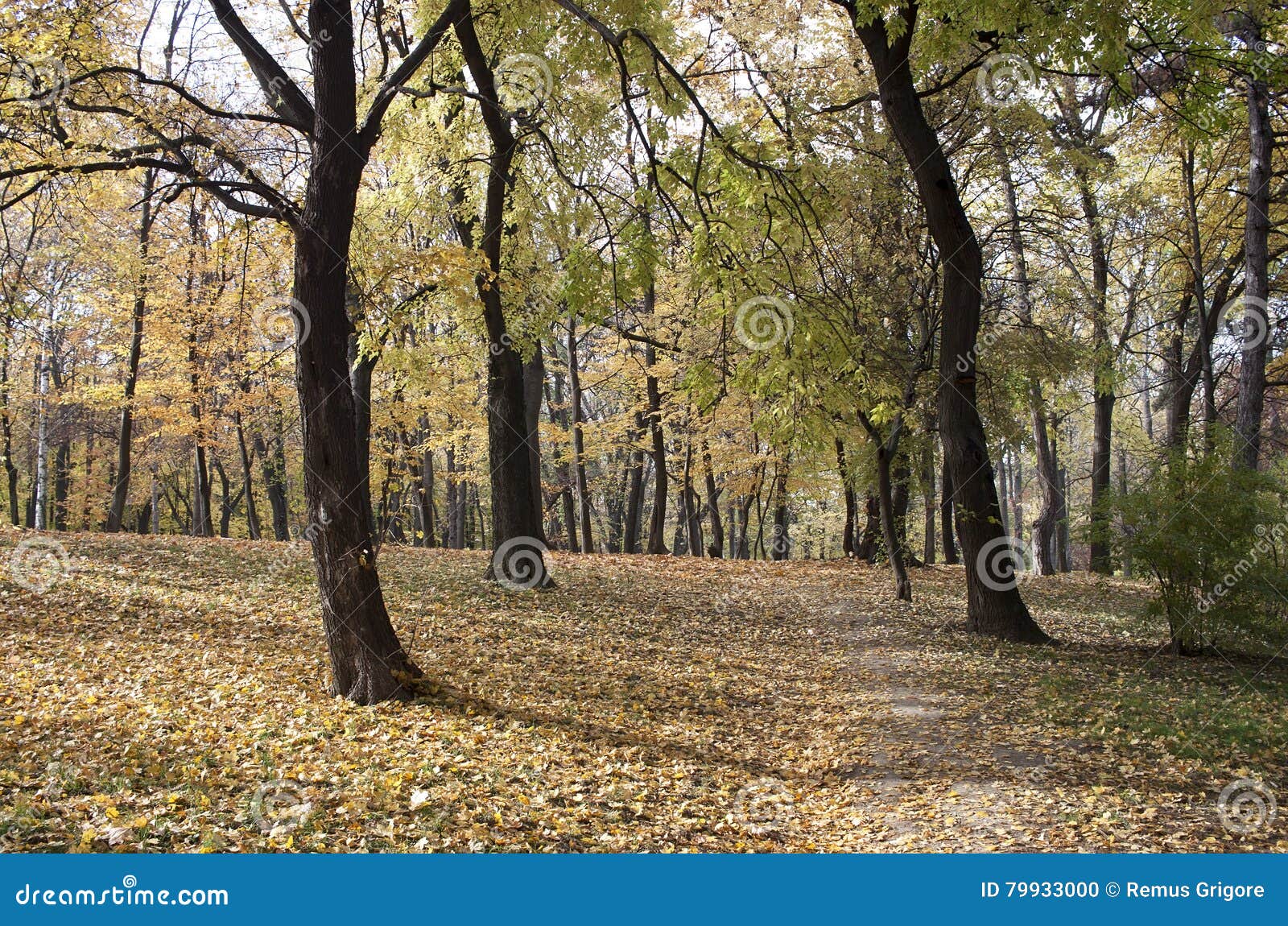 Autumn - RAW format stock photo. Image of shore, seasonal - 79933000