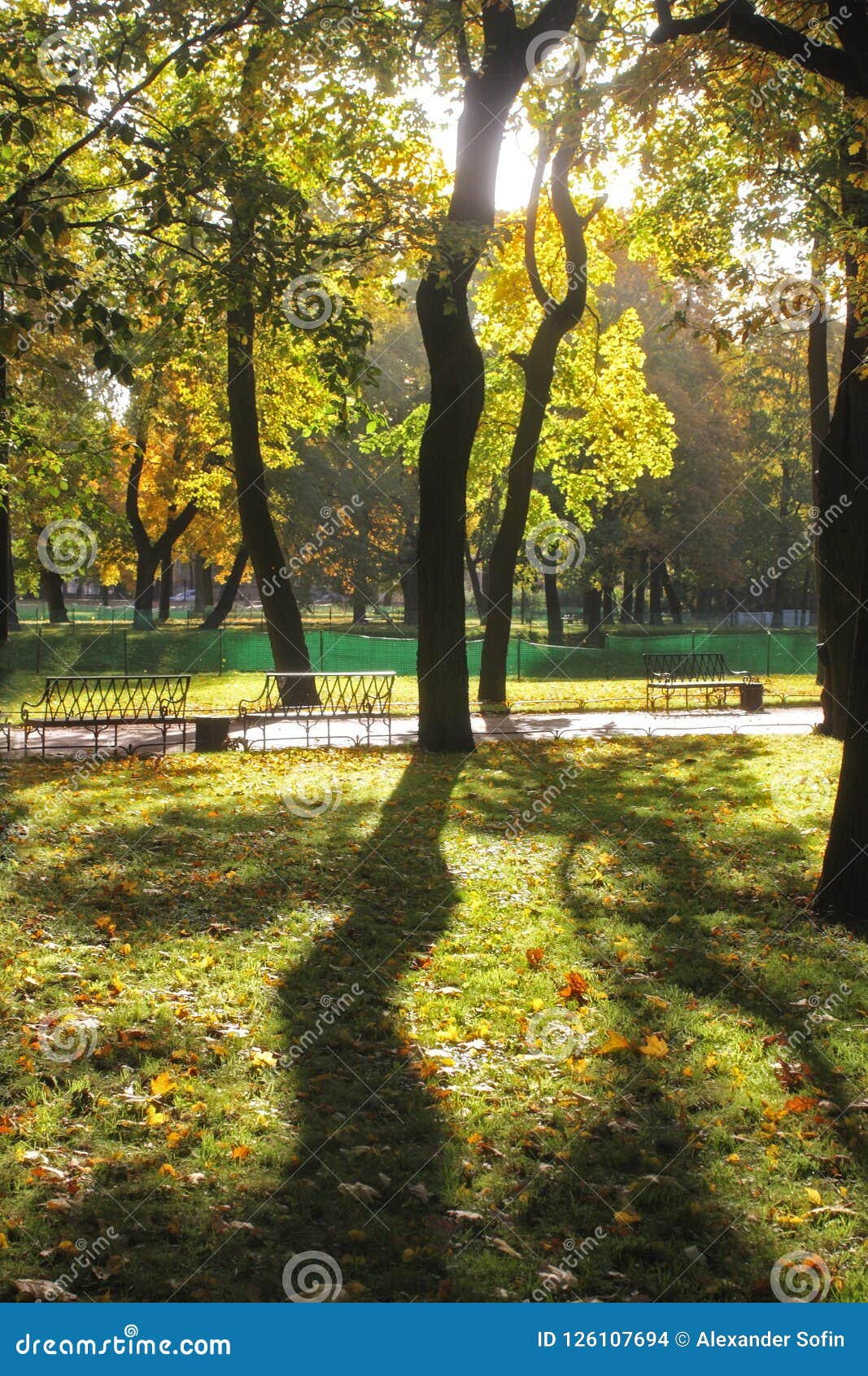 Autumn Trees with Yellow Leaves in a Park with Backlight and Ben Stock ...
