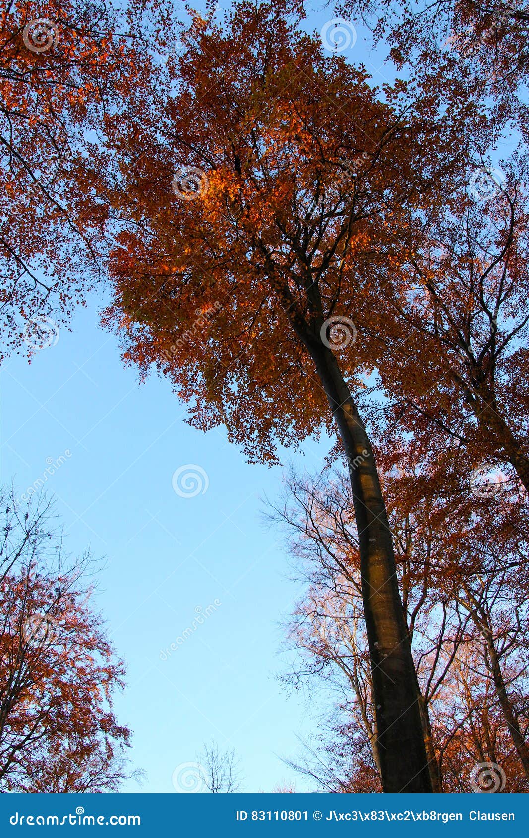 Autumn treetop in November stock image. Image of treetop - 83110801