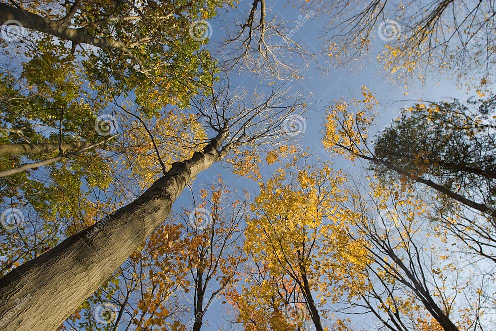 Autumn Treetops stock image. Image of trees, nature, maple - 29393687
