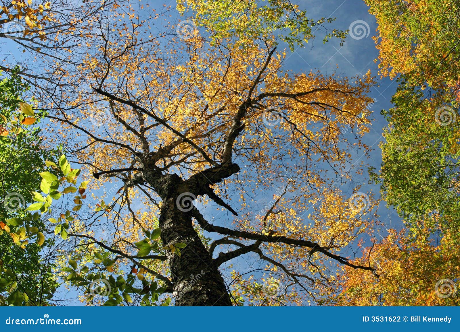 Autumn Treetops stock photo. Image of colors, treetops - 3531622