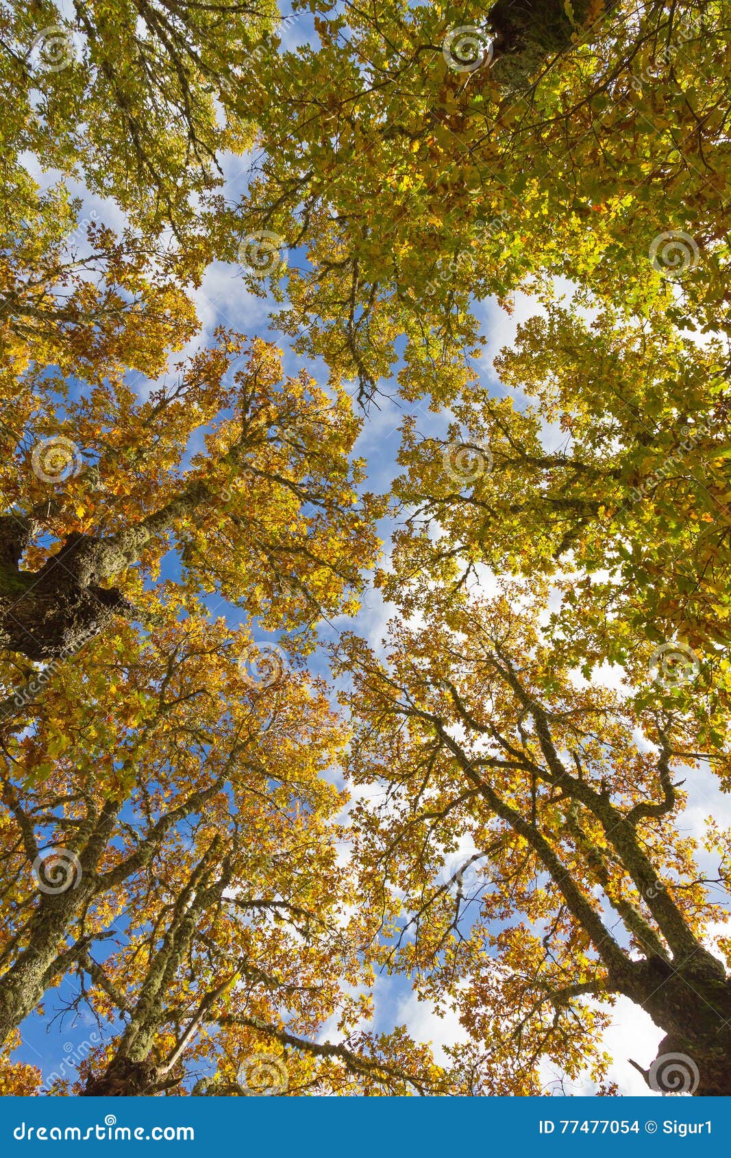 Autumn in the treetops stock photo. Image of ocher, leaves - 77477054