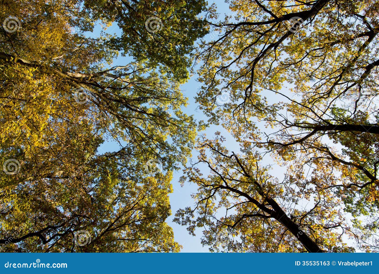 Autumn Treetops with Bright Sky Stock Image - Image of colorful, leaves ...