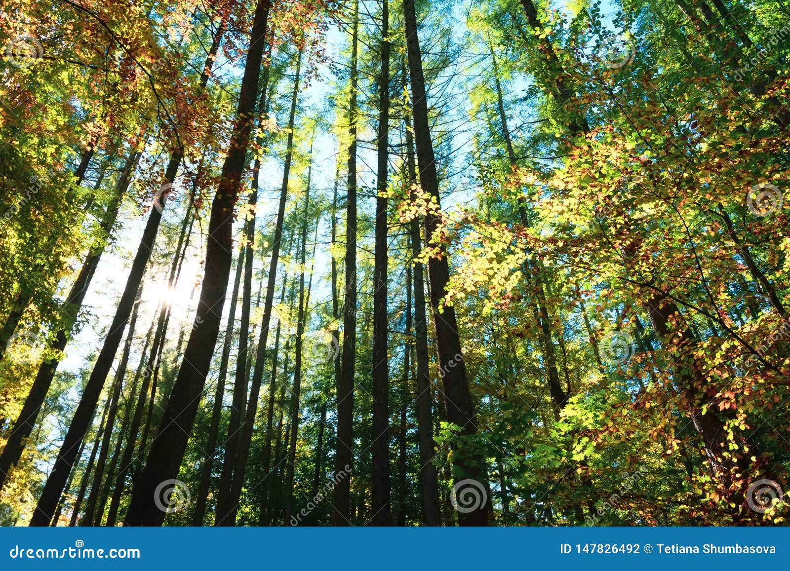 Autumn Treetops in Fall Forest. Sky through the Autumn Tree Branches ...