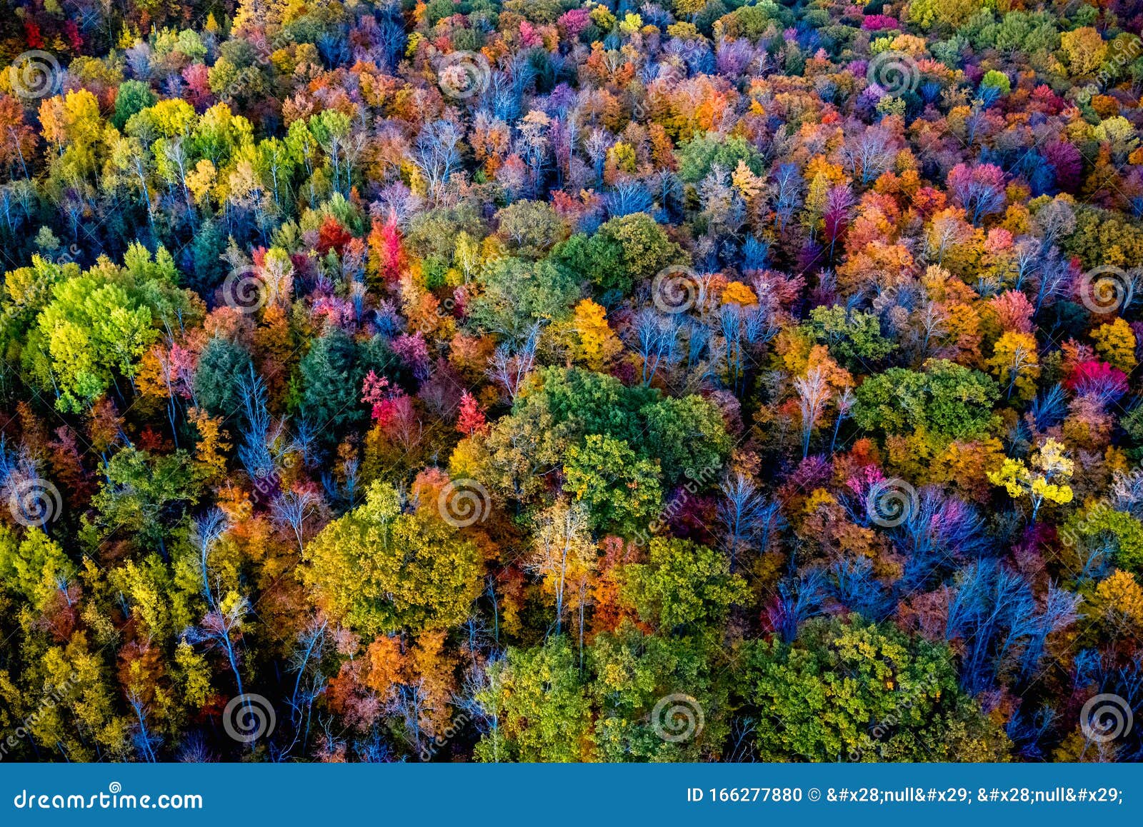 High Angle View of Colourful Forest Treetops in Autumn Stock Photo ...