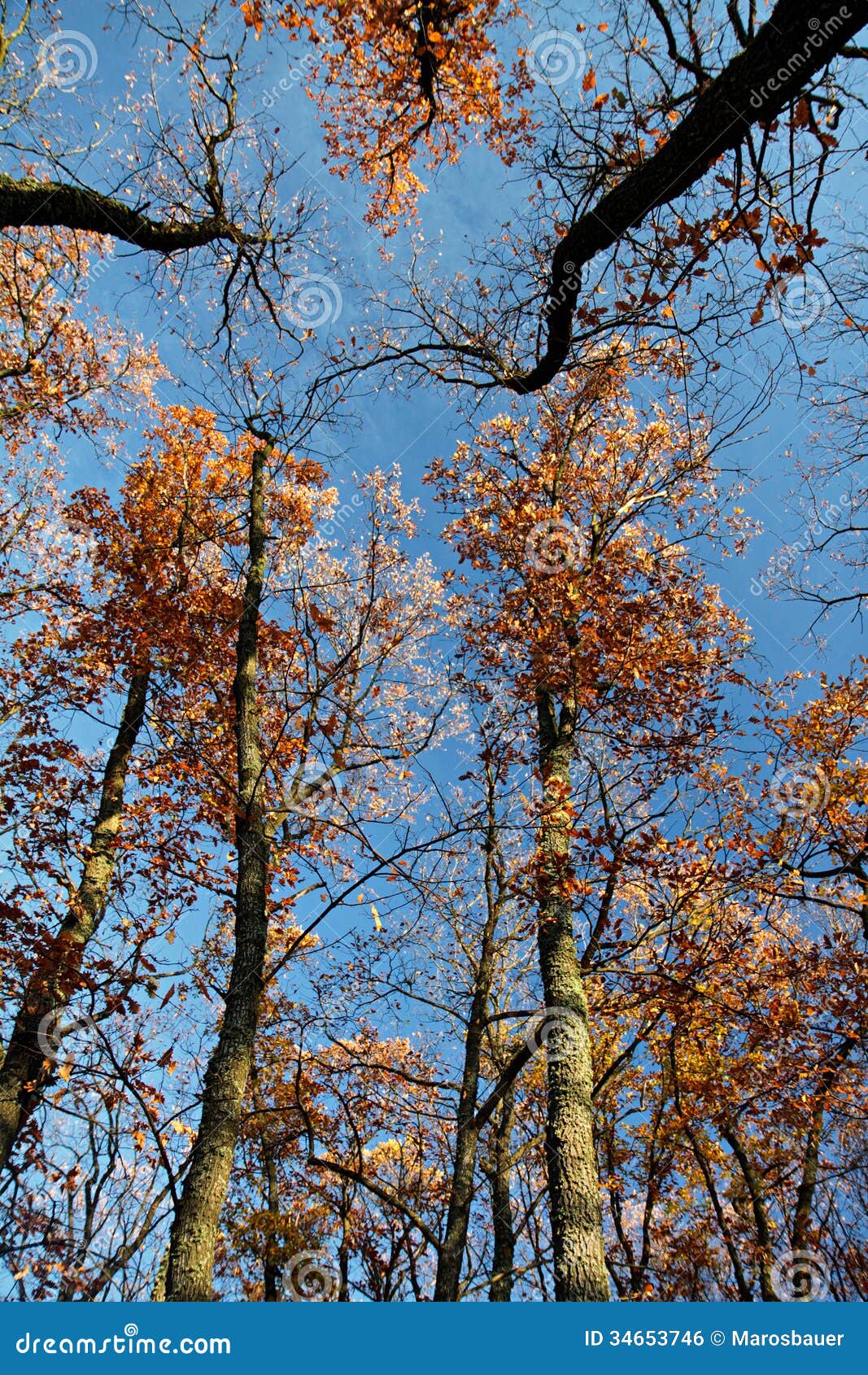 Autumn treetops stock photo. Image of pattern, orange - 34653746