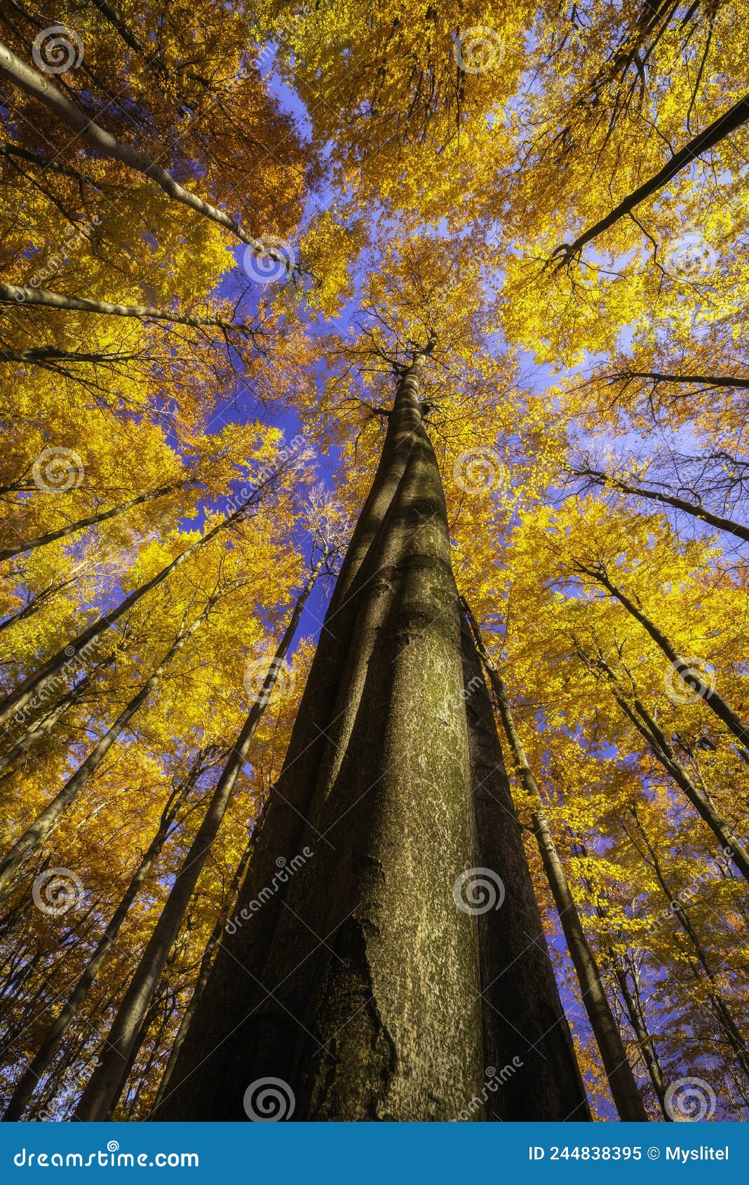 Autumn treetops stock image. Image of background, scene - 244838395