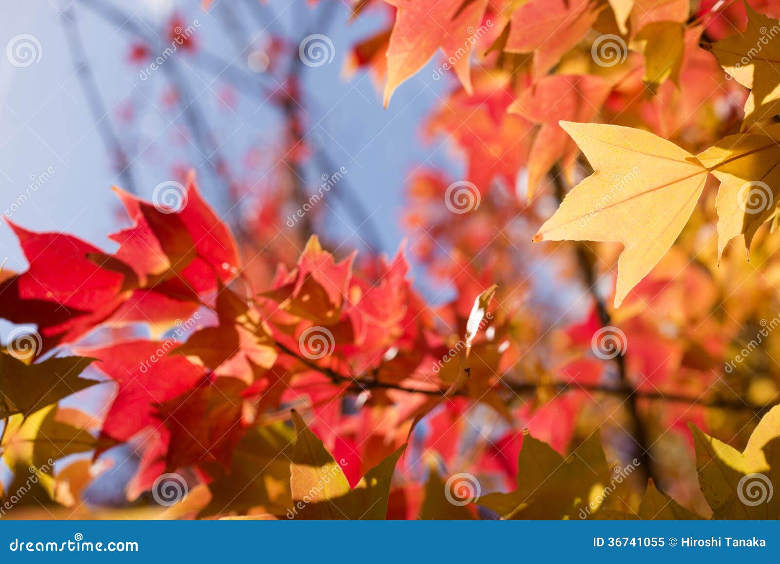 Trident Bat Or Trident Leaf-nosed Bat - Asellia Tridens Species Of Bat ...