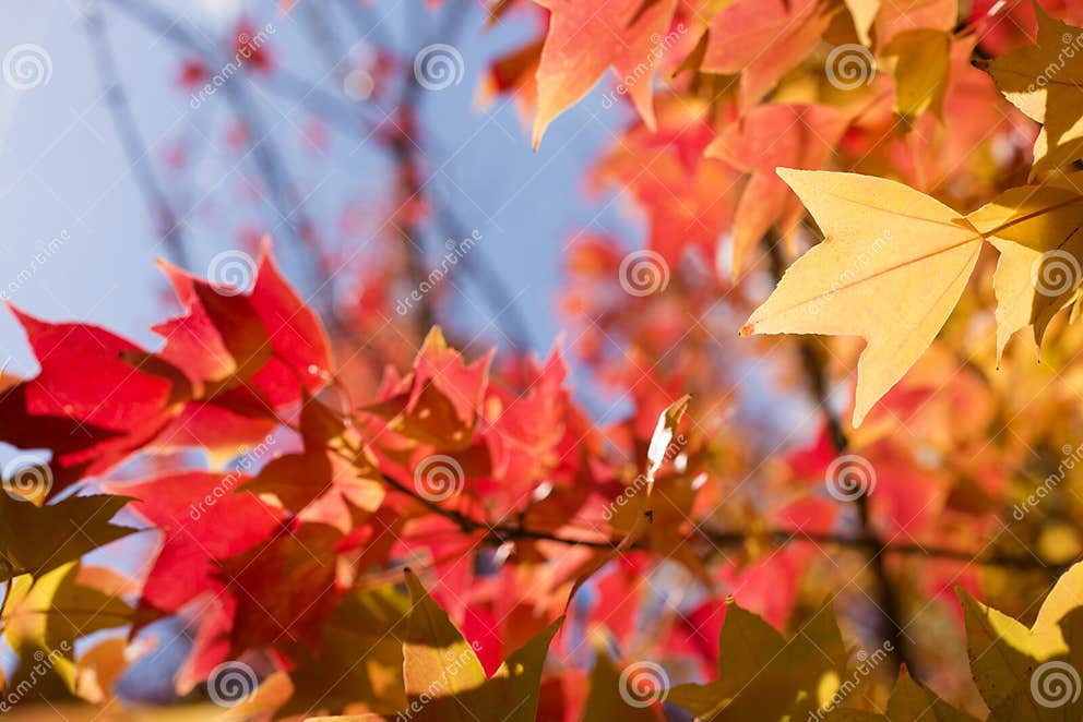 Autumn Trident maple leaf stock image. Image of tree - 36741055
