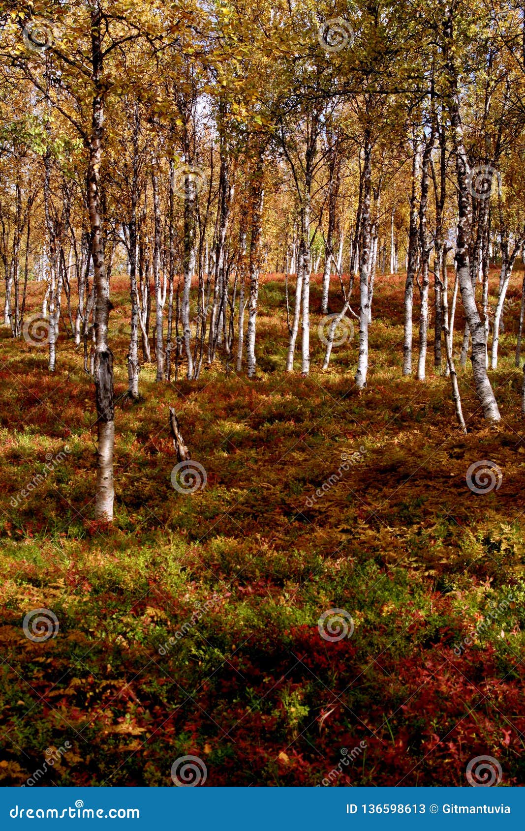 Autumn at Tromso Forest. Nature of Norway Stock Image - Image of nordic ...