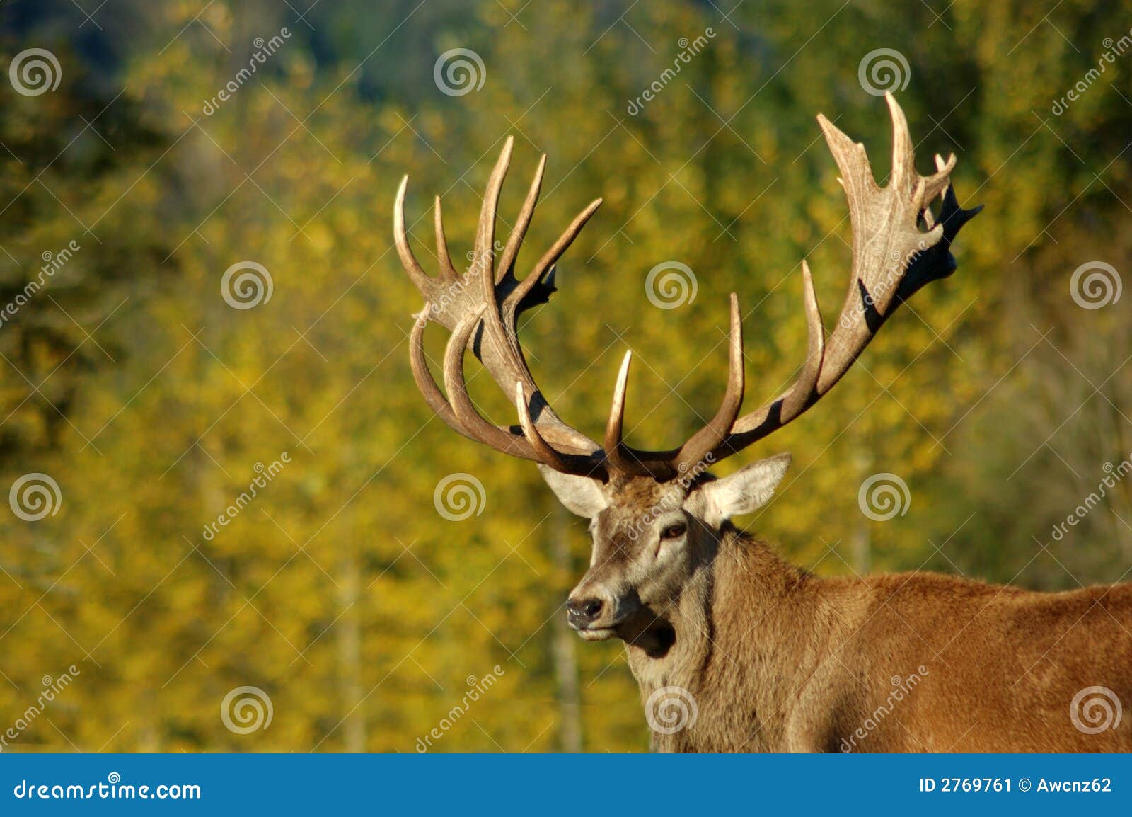 Autumn trophy stock image. Image of elephus, hunt, hunting - 2769761