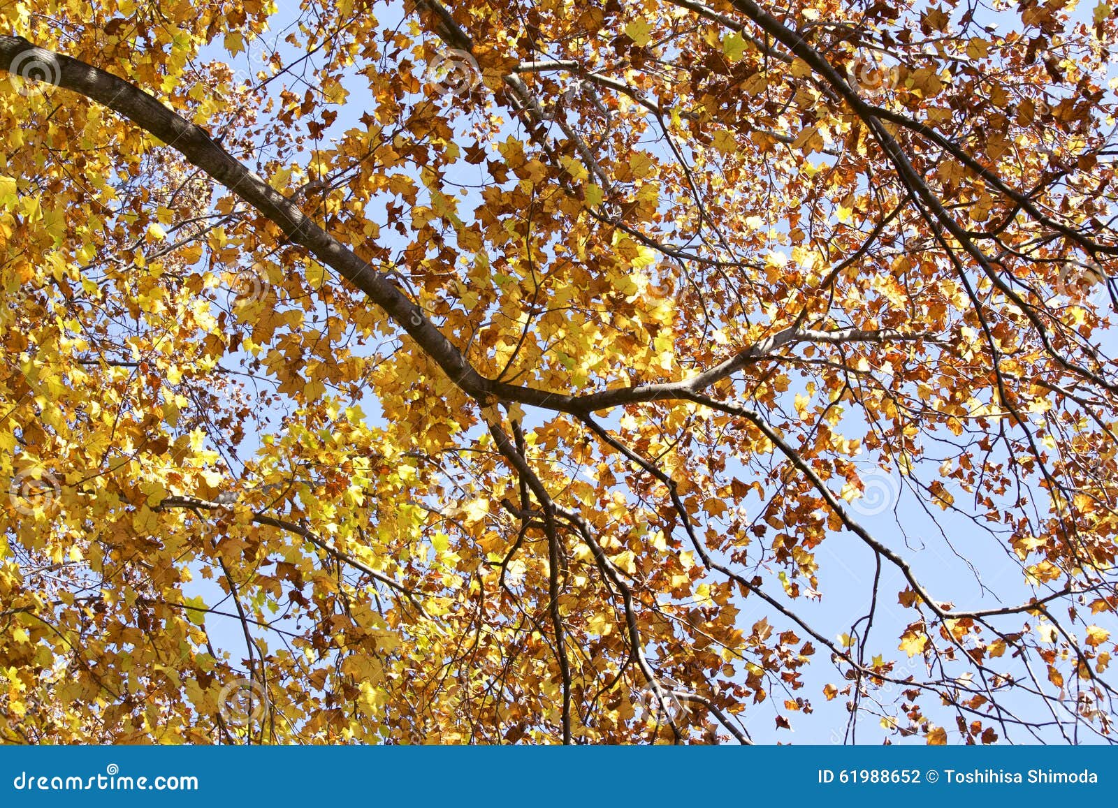 Autumn tulip tree leaves stock photo. Image of country - 61988652