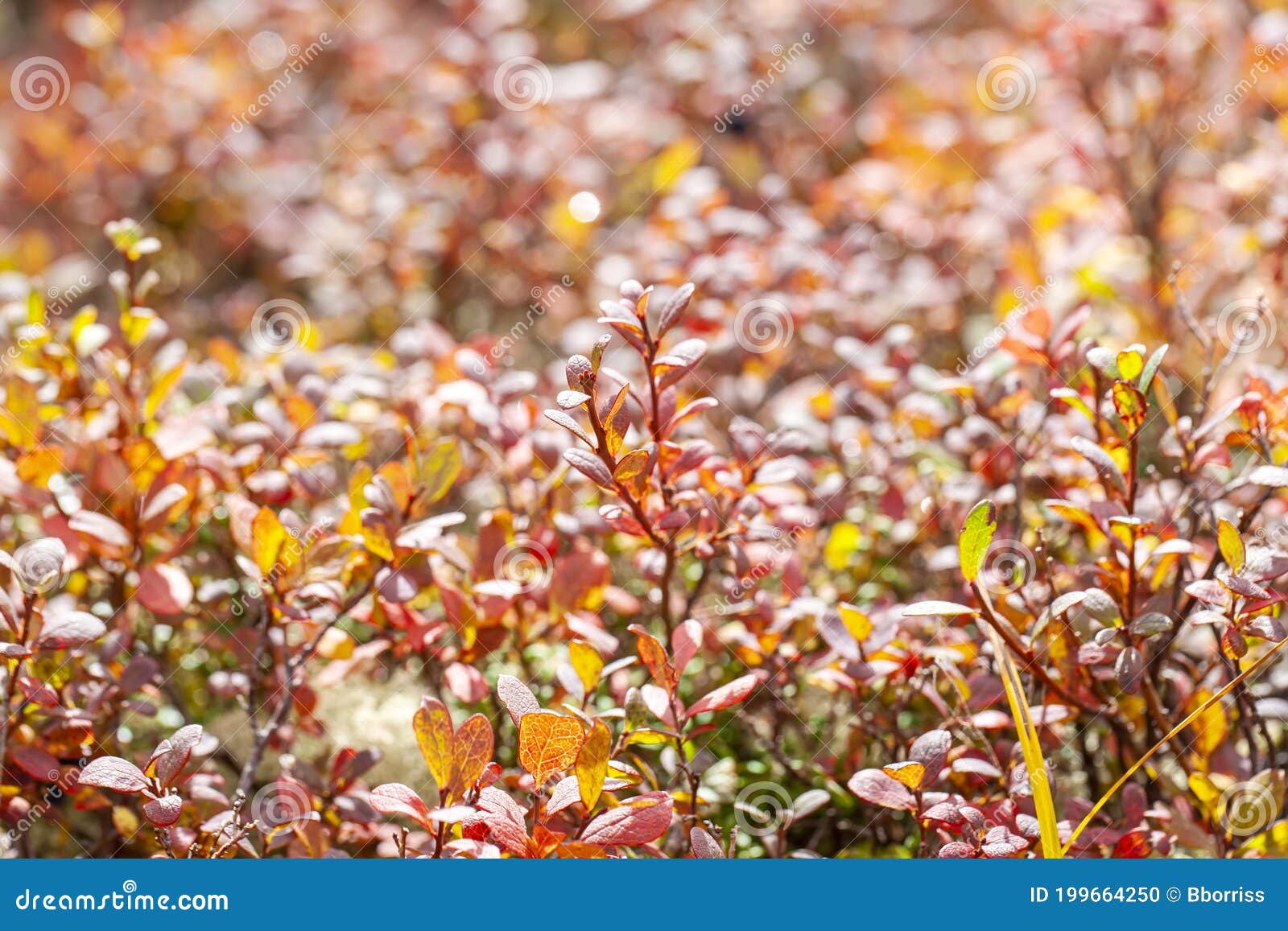 Autumn in the Tundra, Red Leaves on the Moss Background Stock Photo ...