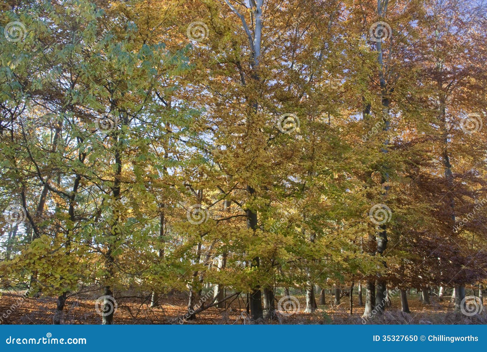 Autumn in Tunstall Forest, Suffolk, England Stock Photo - Image of ...