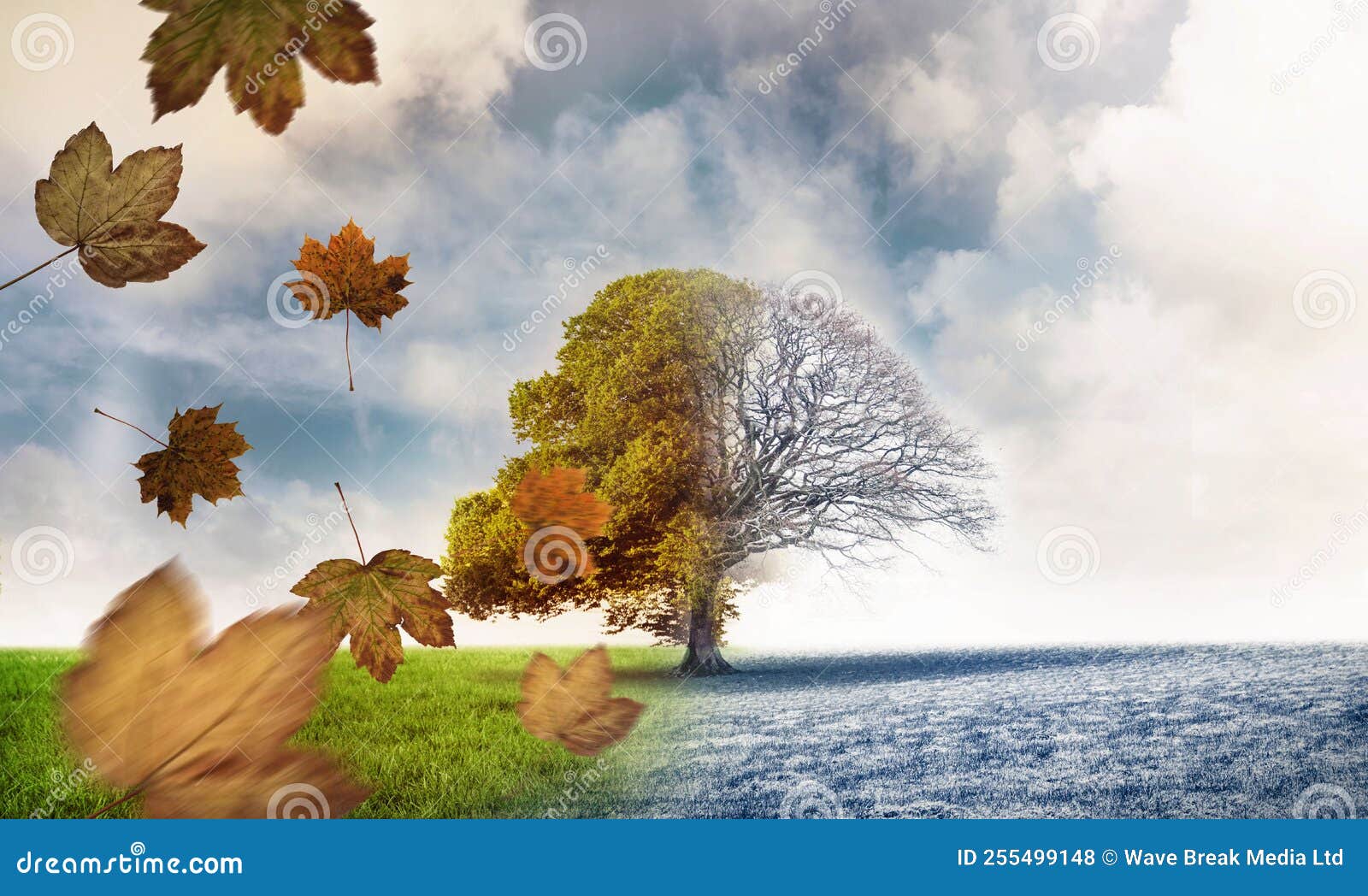 Autumn turning to winter stock photo. Image of winter - 255499148