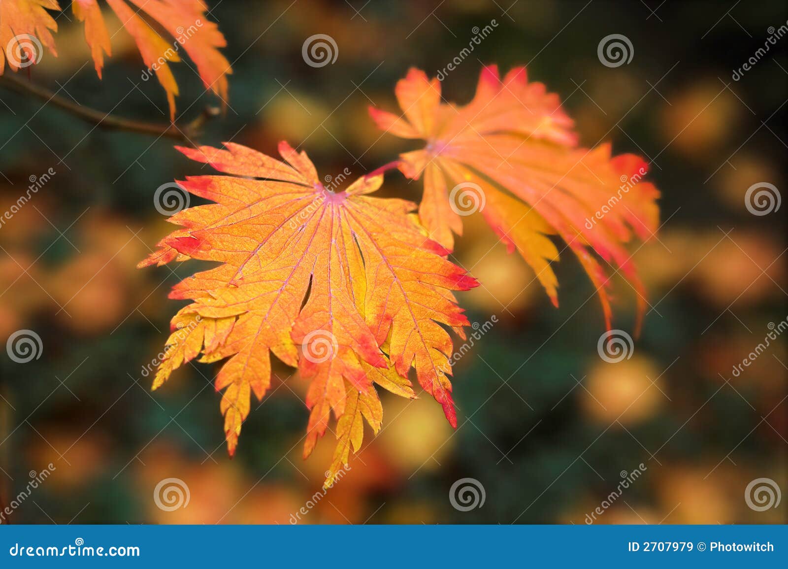 Autumn twig stock image. Image of background, seasons - 2707979