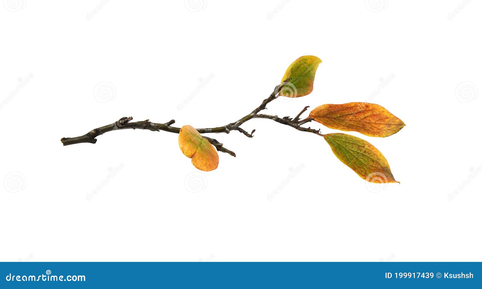 Autumn Twig with Colorful Leaves Stock Image - Image of decorated ...