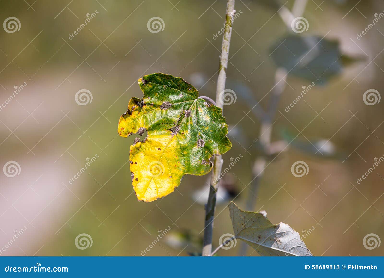 Autumn twig stock image. Image of outdoor, season, nature - 58689813