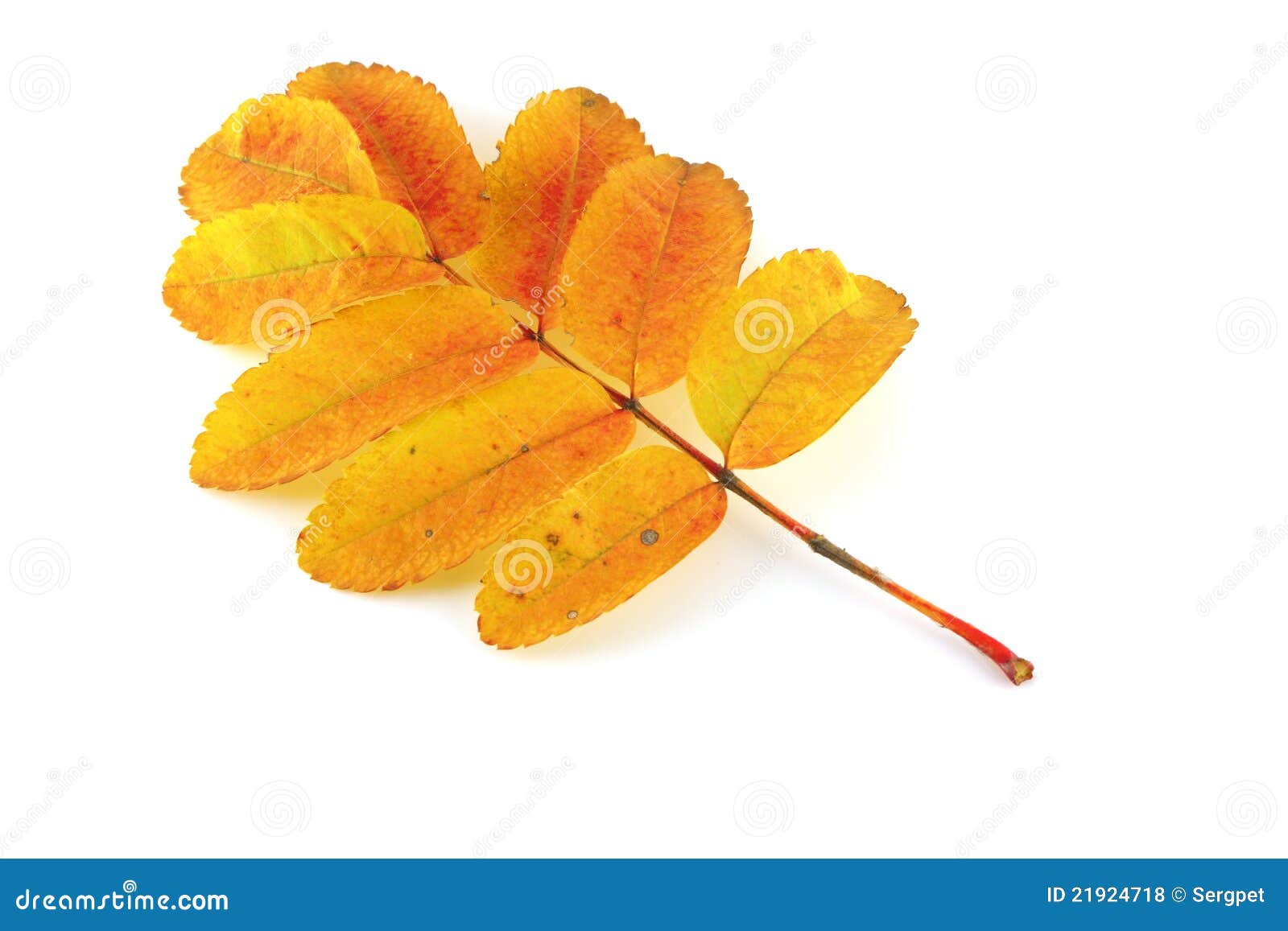 Autumn twig of rowan-tree stock photo. Image of leaf - 21924718