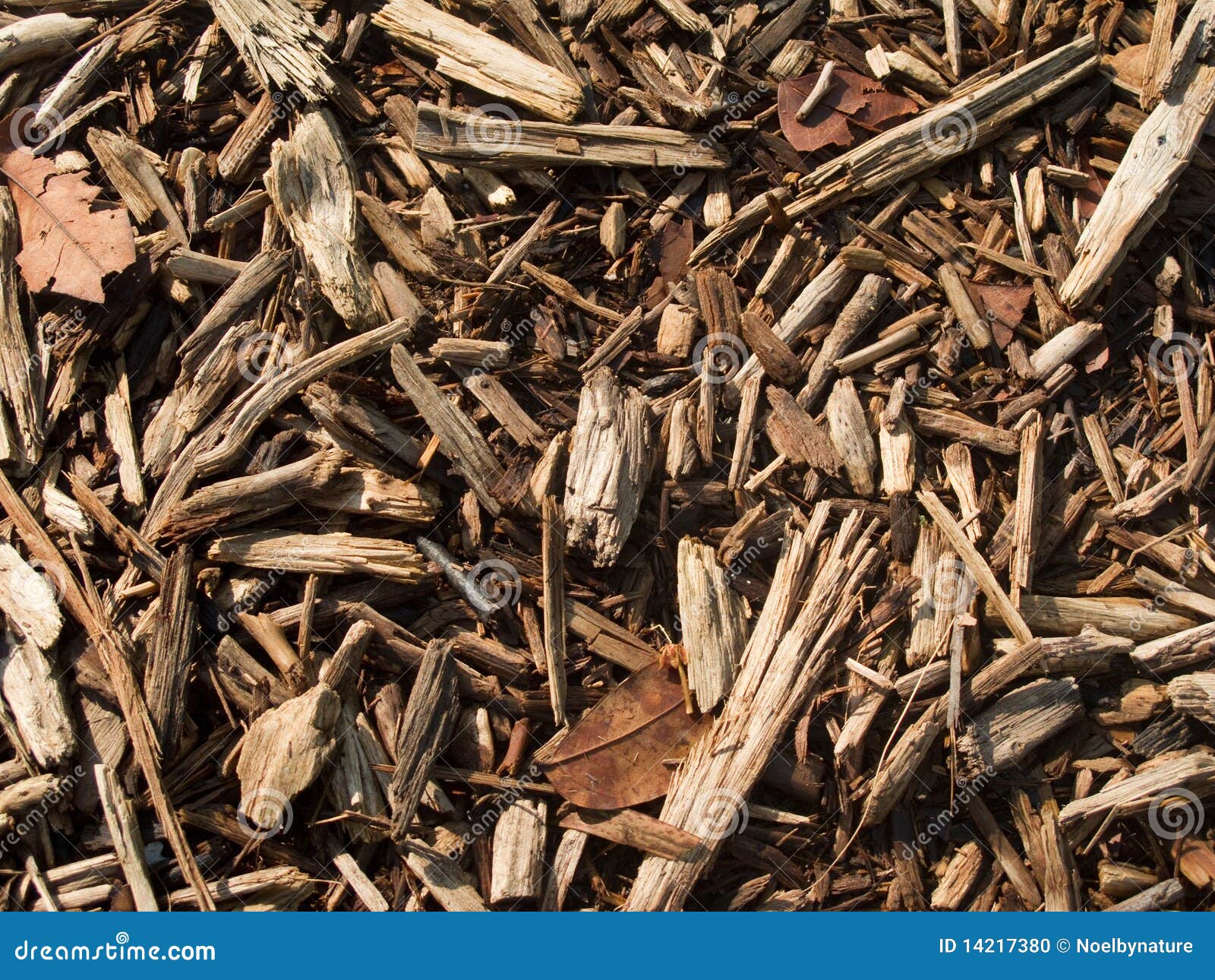 Autumn twigs stock photo. Image of close, organic, wood - 14217380