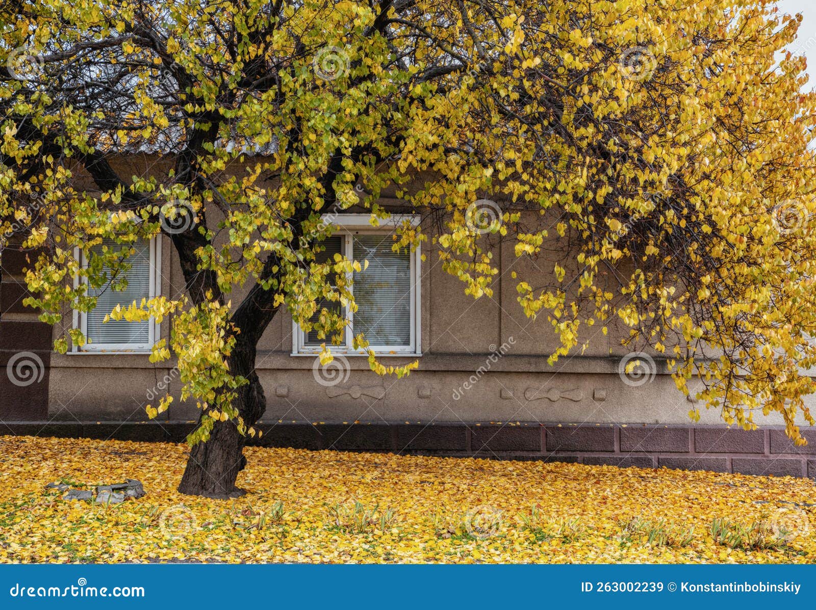 A Bright Frame of Autumn Leaves on the Facade of a One-story House ...