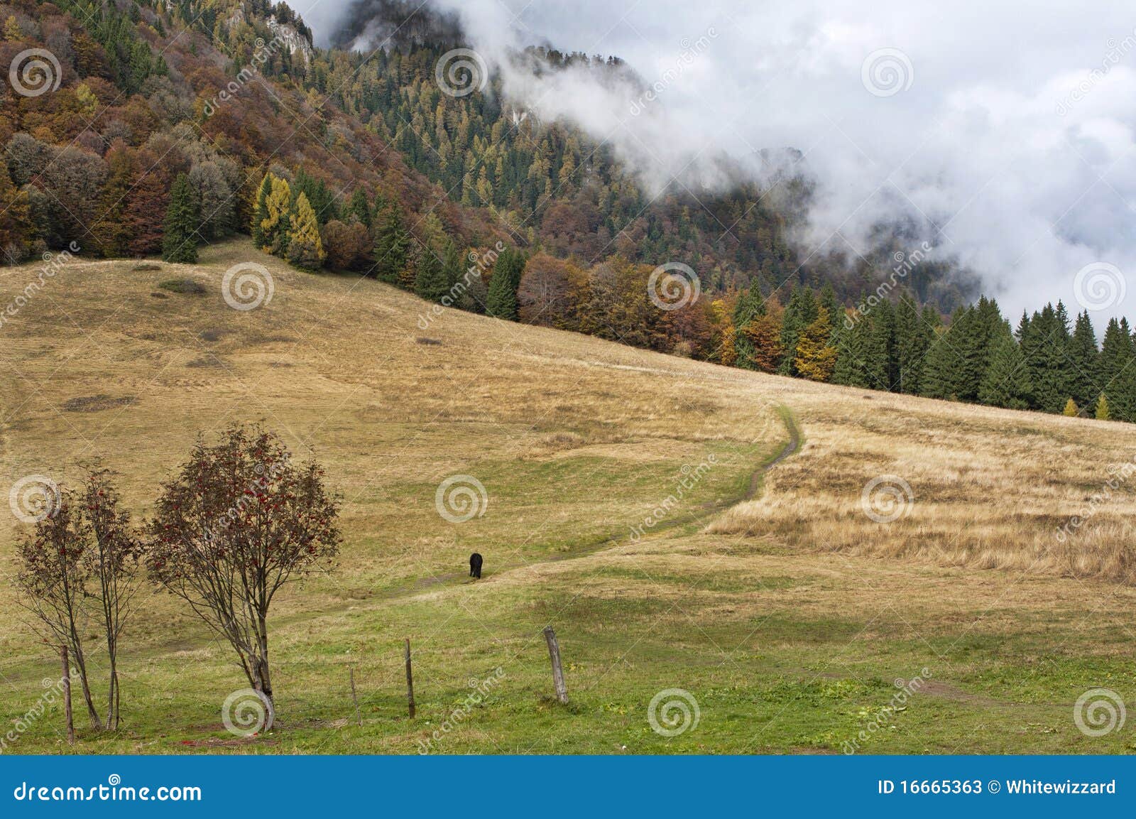 Autumn valley stock image. Image of fall, branches, environment - 16665363
