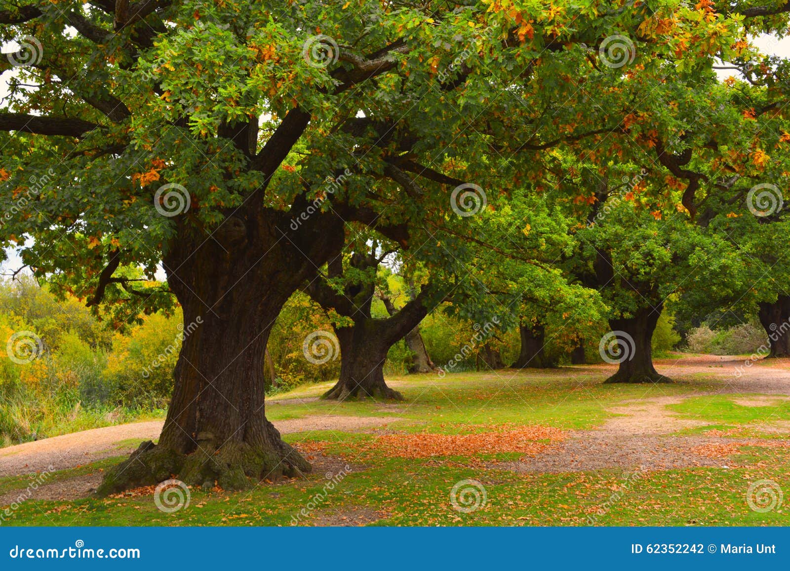 Autumn Valley in the Forest Stock Photo - Image of beauty, grass: 62352242