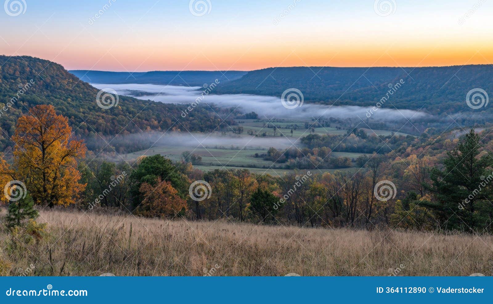 Autumn Valley Showcases Golden Aspen Trees Amidst Evergreen Forest ...