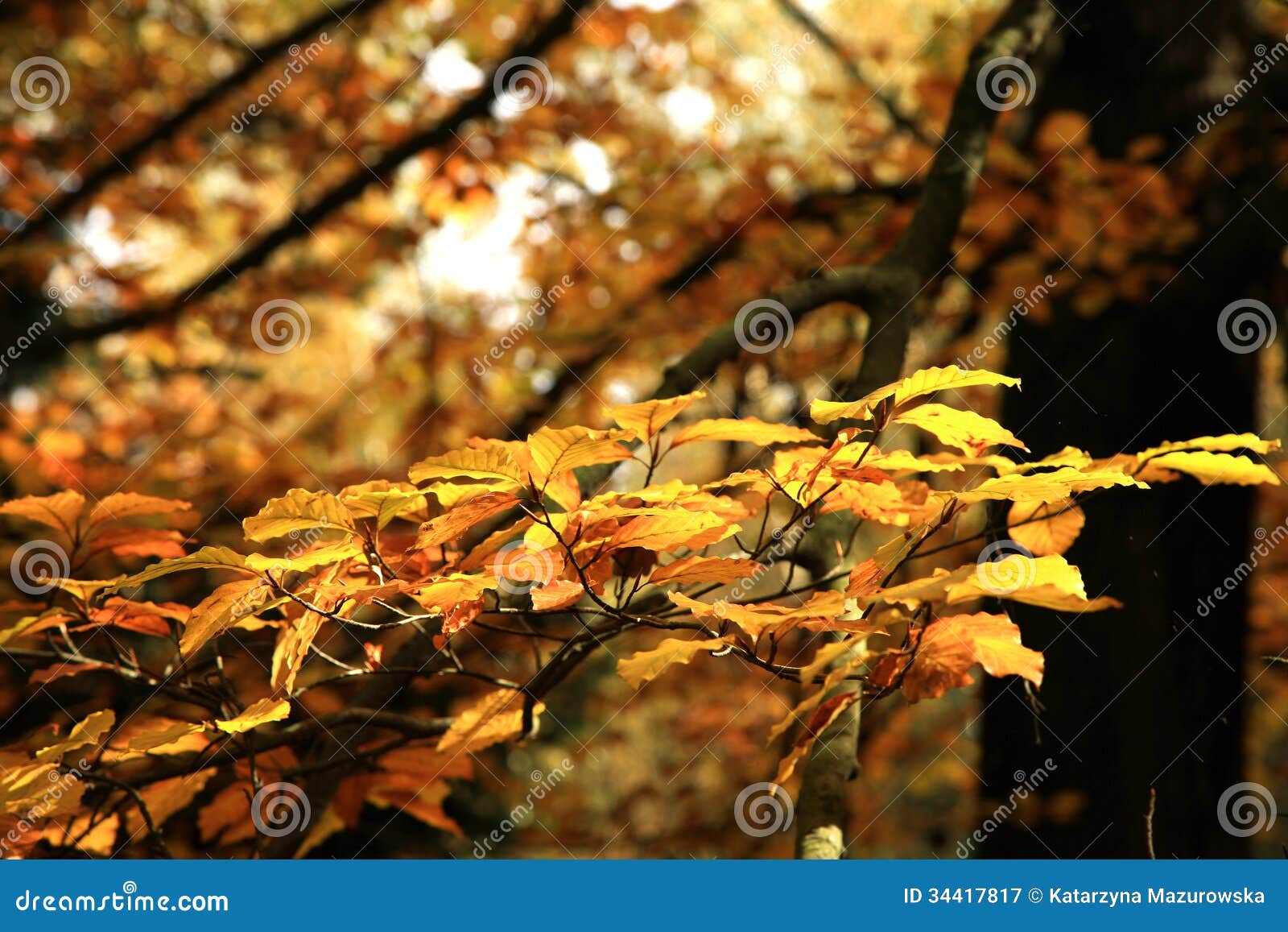 Autumn Variations. Art of Nature. Stock Image - Image of blur, concept ...