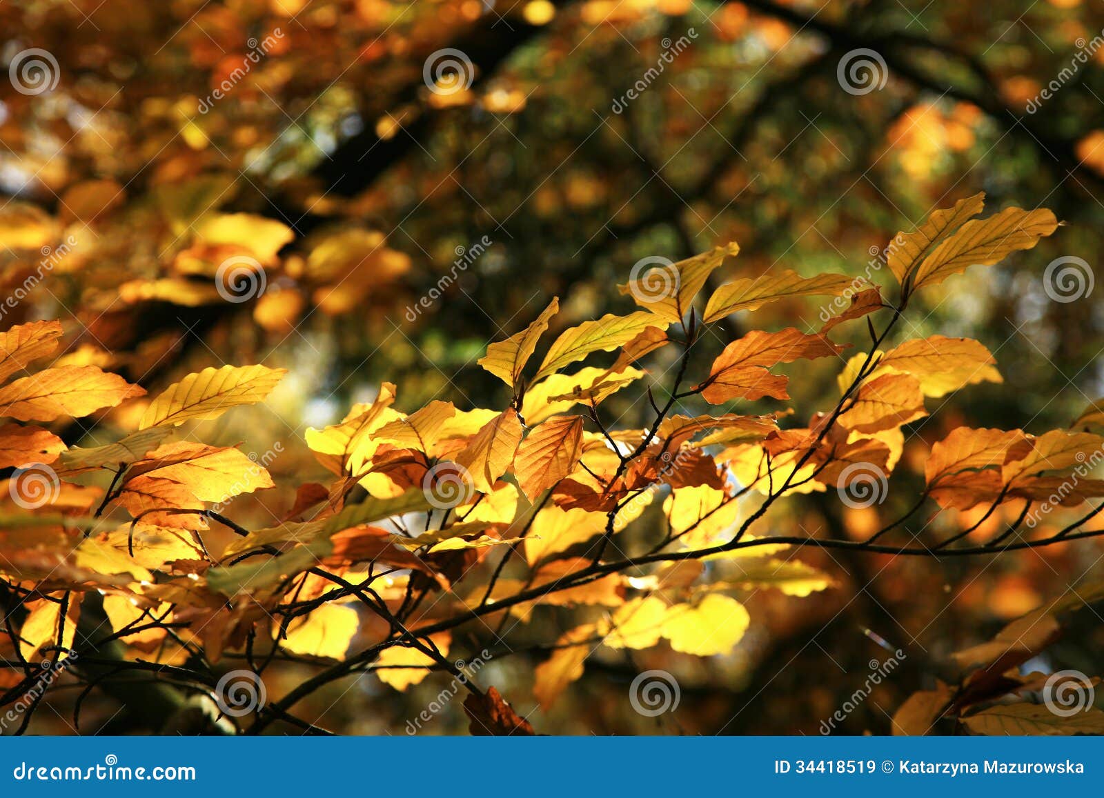Autumn Variations. Art of Nature. Stock Image - Image of concept ...