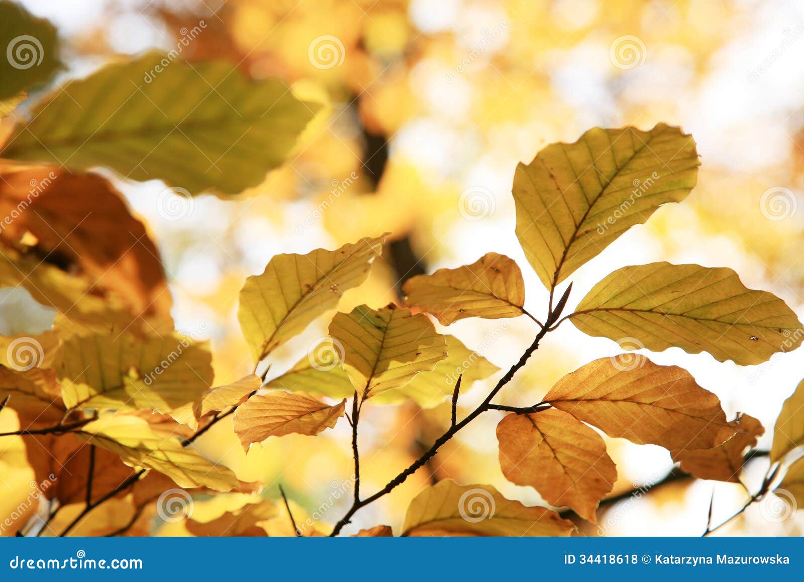 Autumn Variations. Art of Nature. Stock Photo - Image of closeup ...