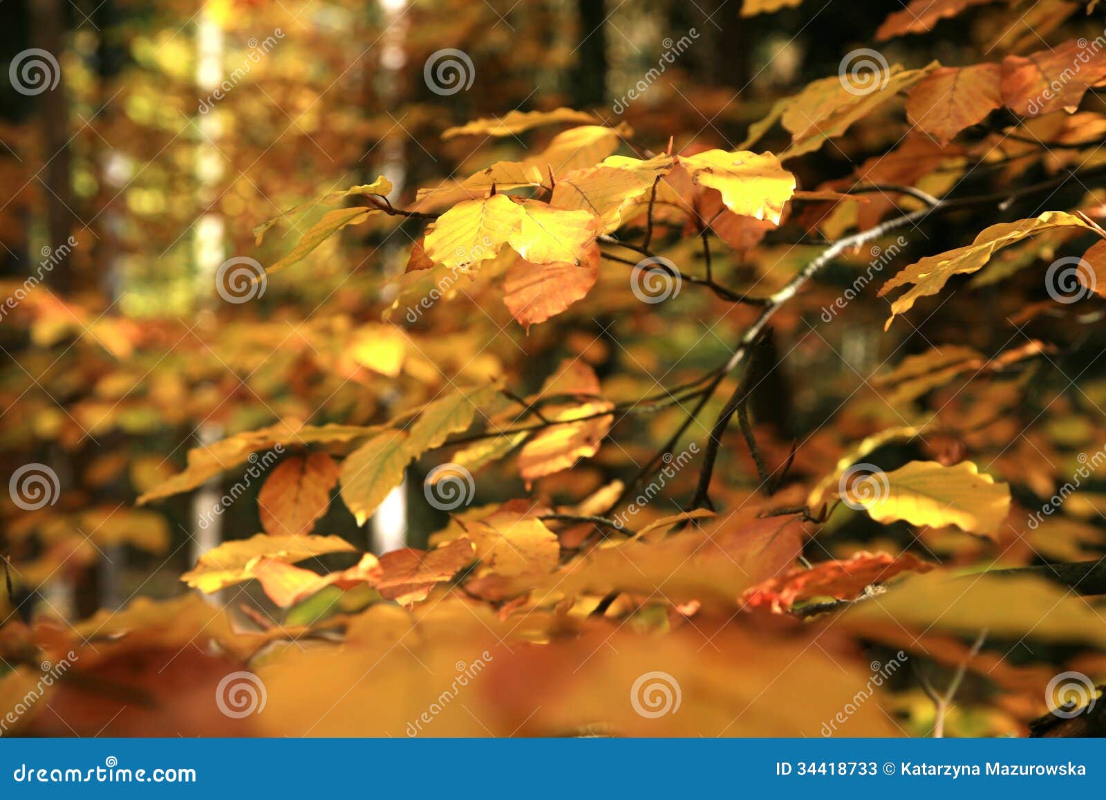 Autumn Variations. Art of Nature. Stock Image - Image of bright, bokeh ...