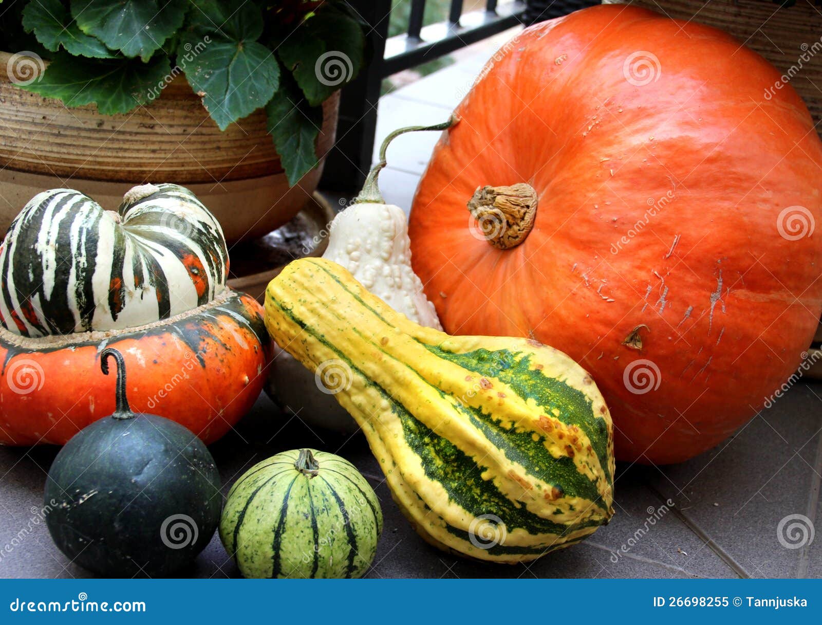 Autumn vegetables stock image. Image of garden, agriculture - 26698255
