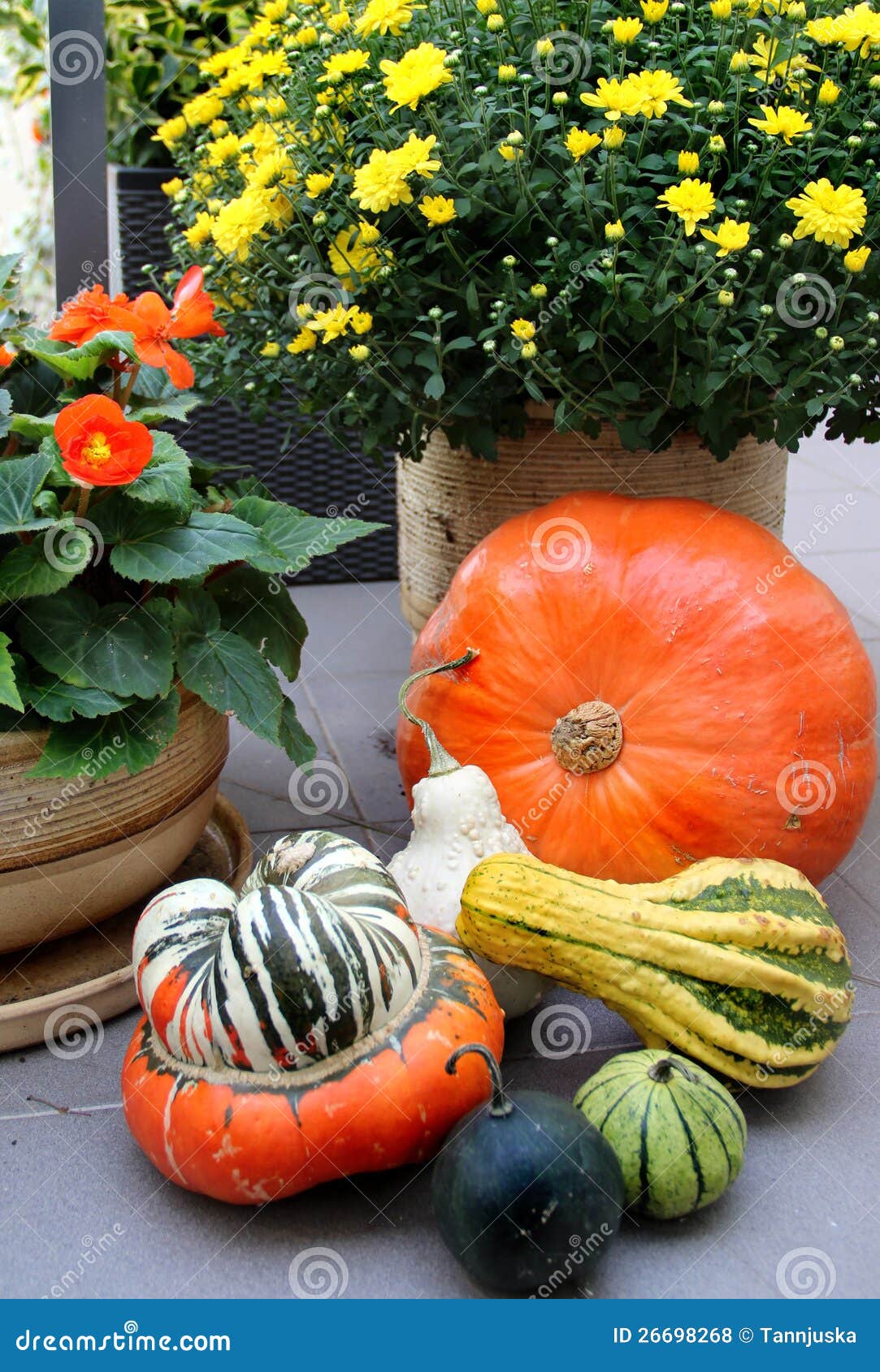 Autumn vegetables stock photo. Image of harvest, fruit - 26698268