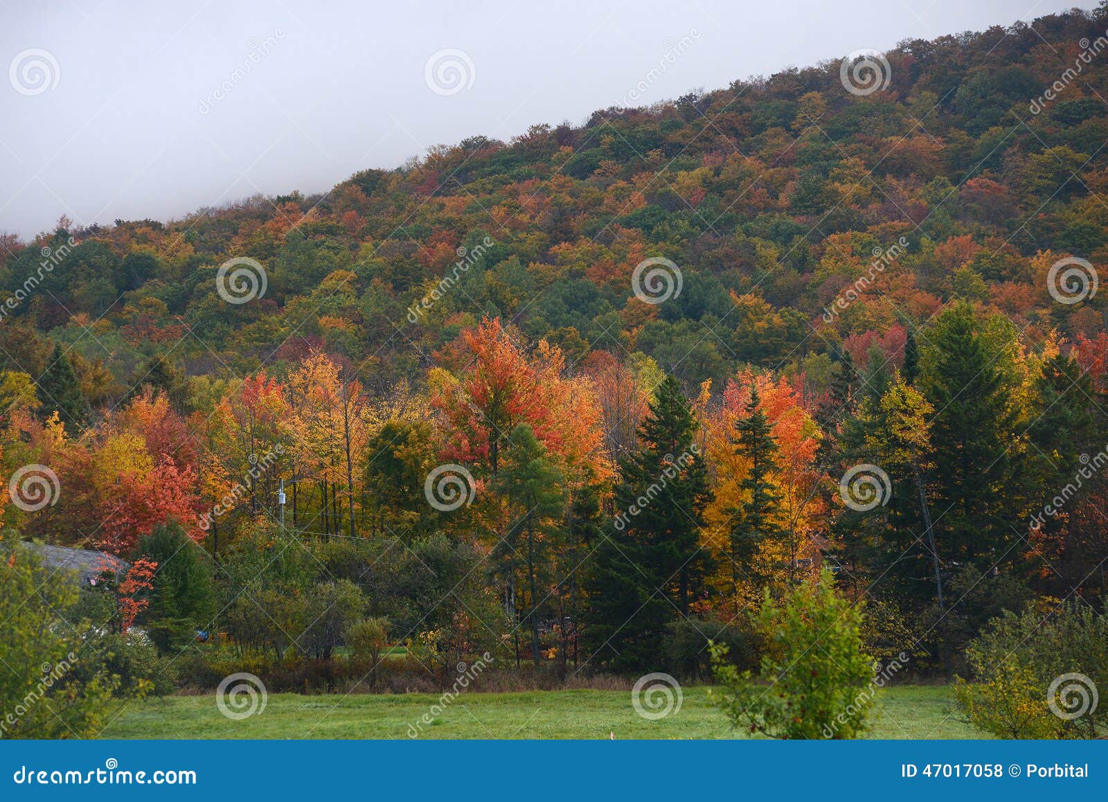Autumn vermont stock photo. Image of leaves, forest, beautiful - 47017058