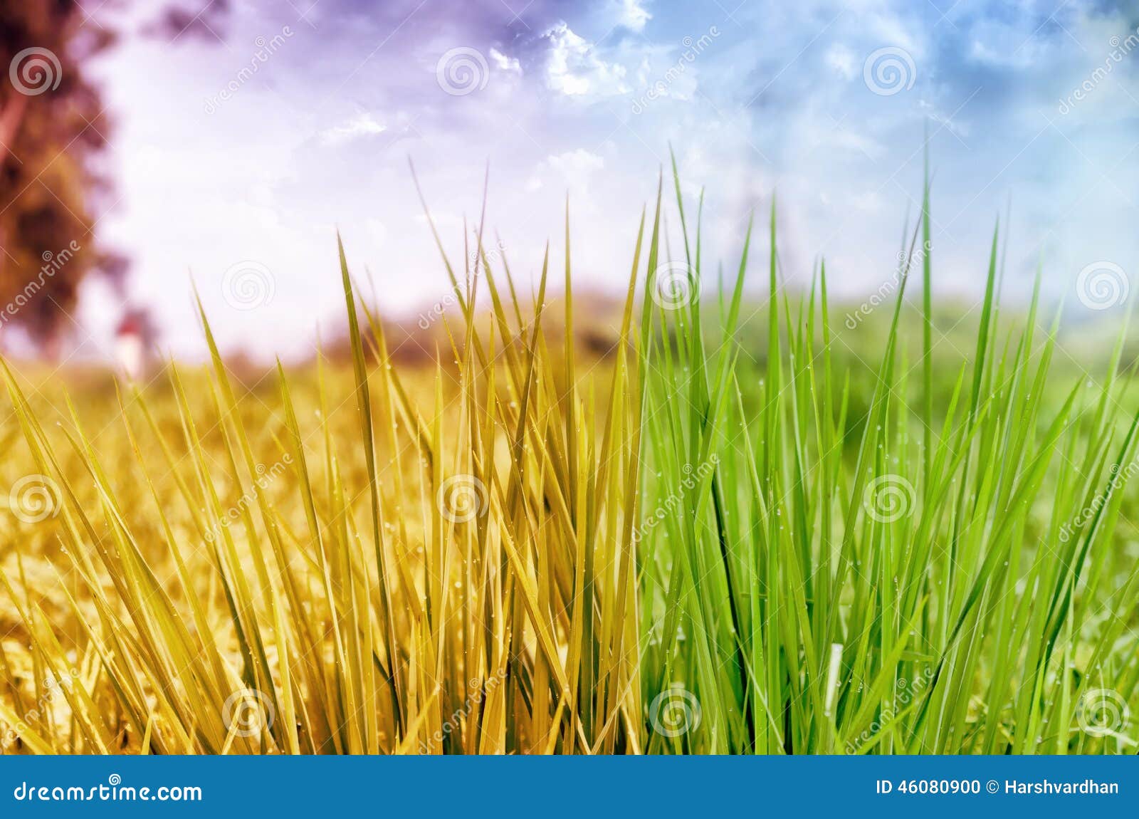 Tree Spring Versus Tree Winter Stock Photos - Free & Royalty-Free Stock ...