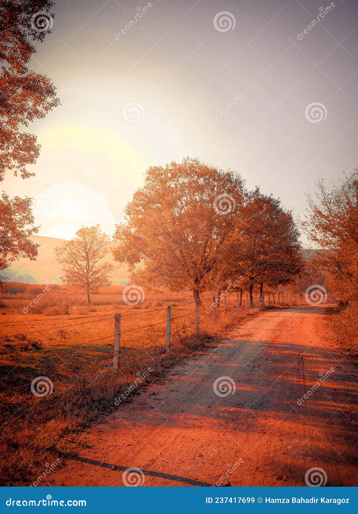 Autumn Vibe Tree Composition Photo Stock Image - Image of forest ...