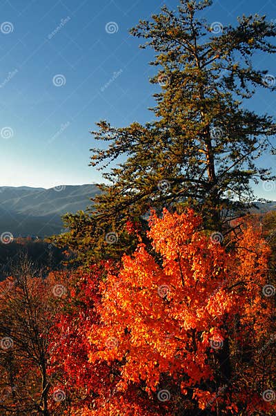 Autumn view stock image. Image of foliage, blue, branch - 7616555