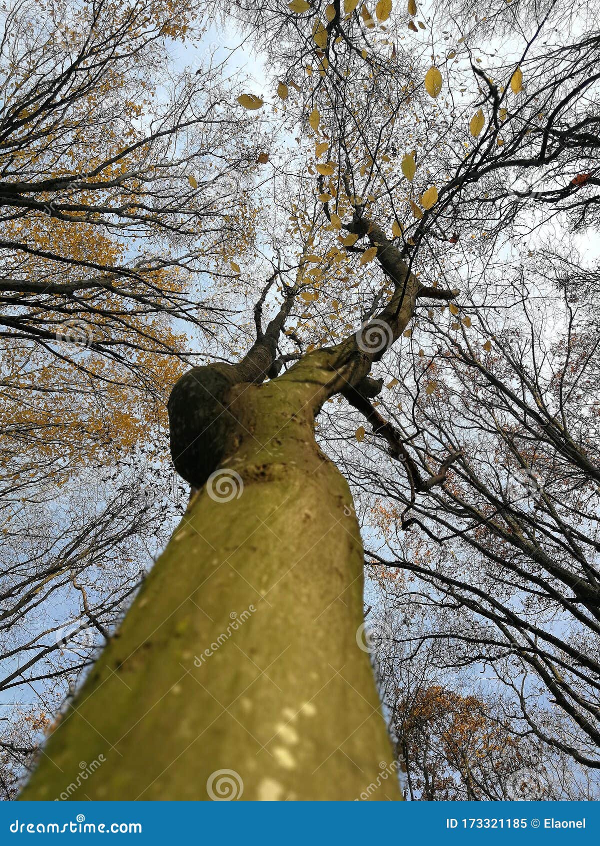 Autumn View from the Bottom of a Tree Stock Image - Image of autumn ...