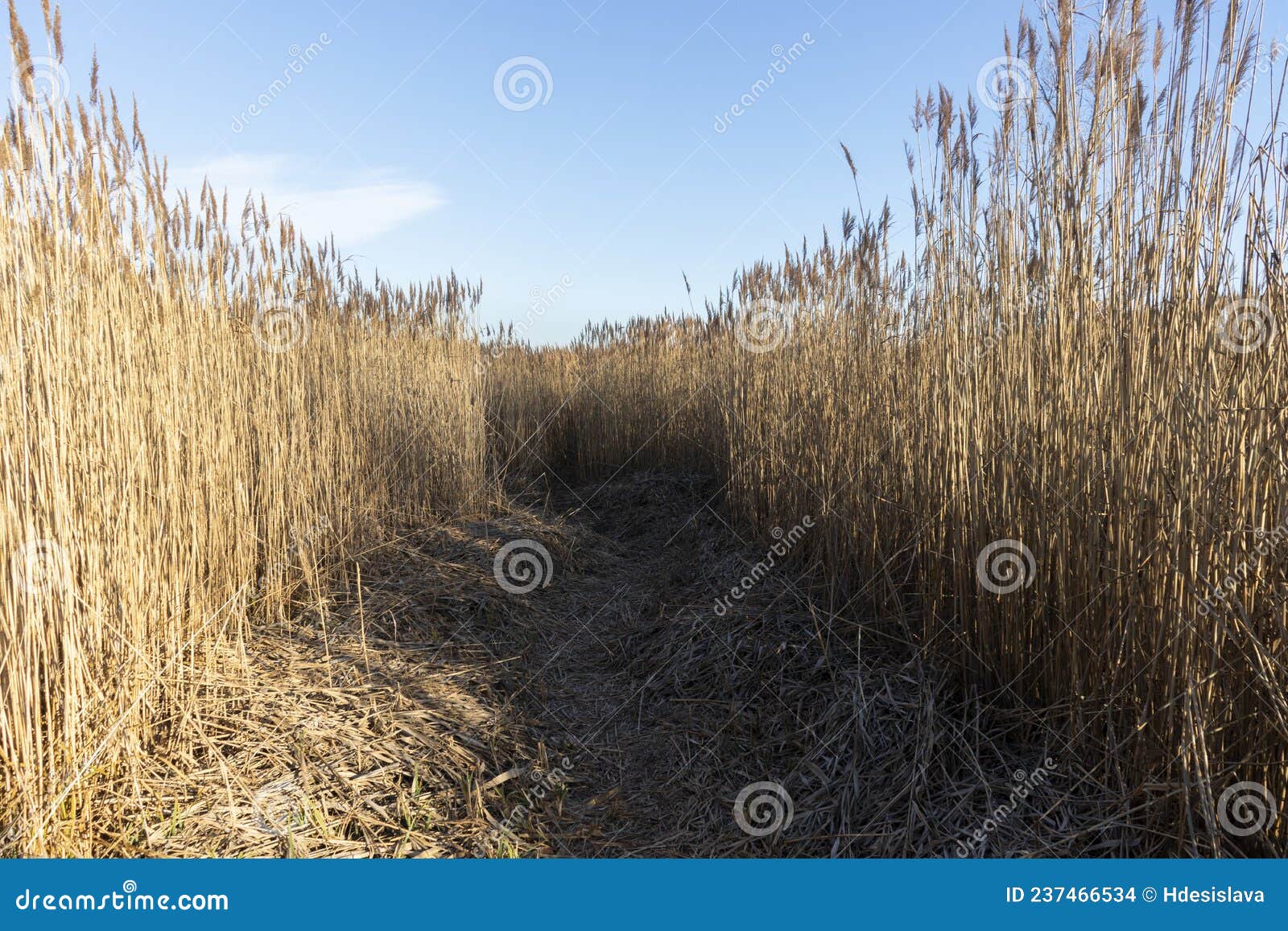 Autumn View of Dragoman Marsh, Bulgaria Stock Photo - Image of dragoman ...