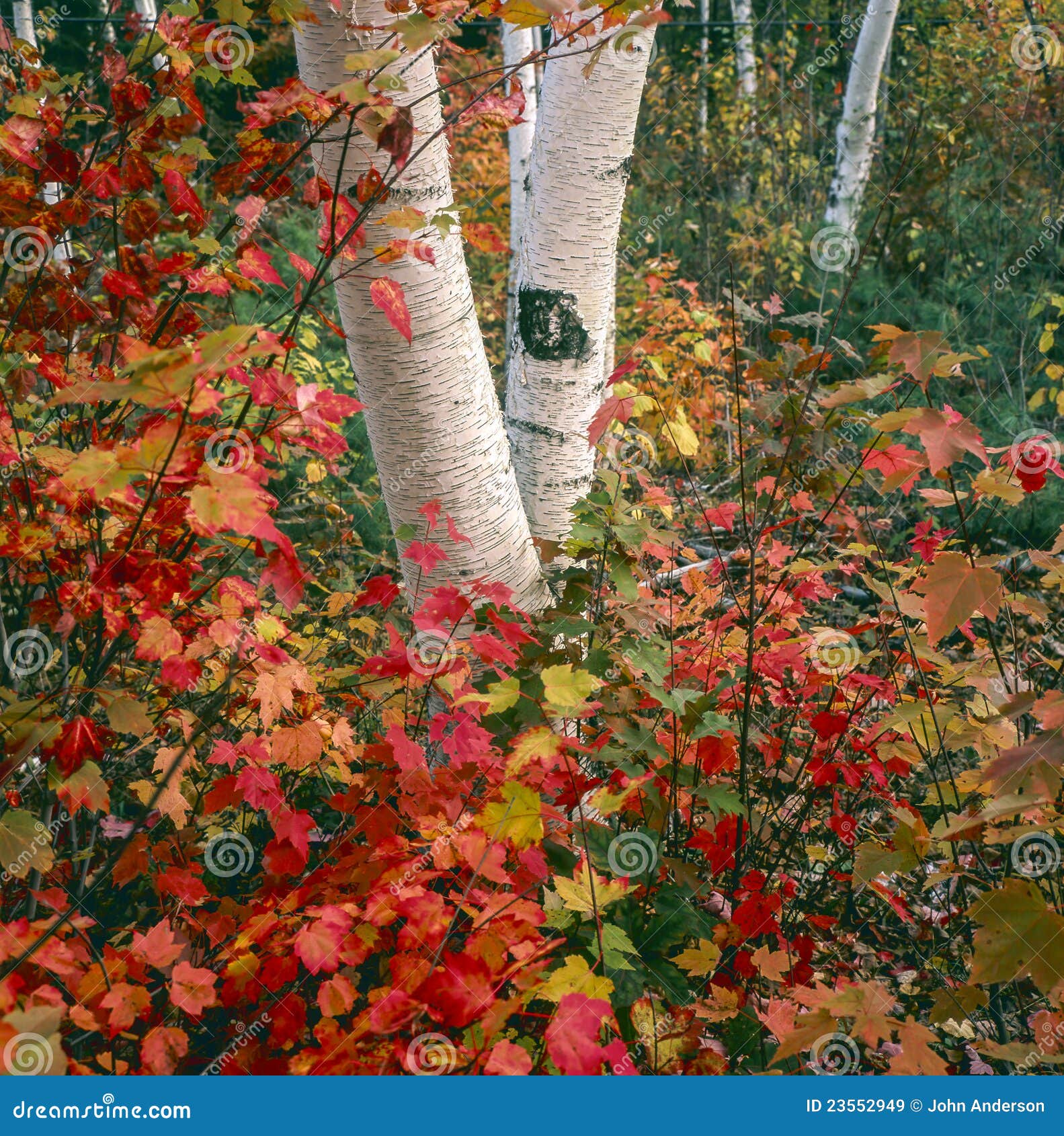 Autumn view into forest stock image. Image of folage - 23552949