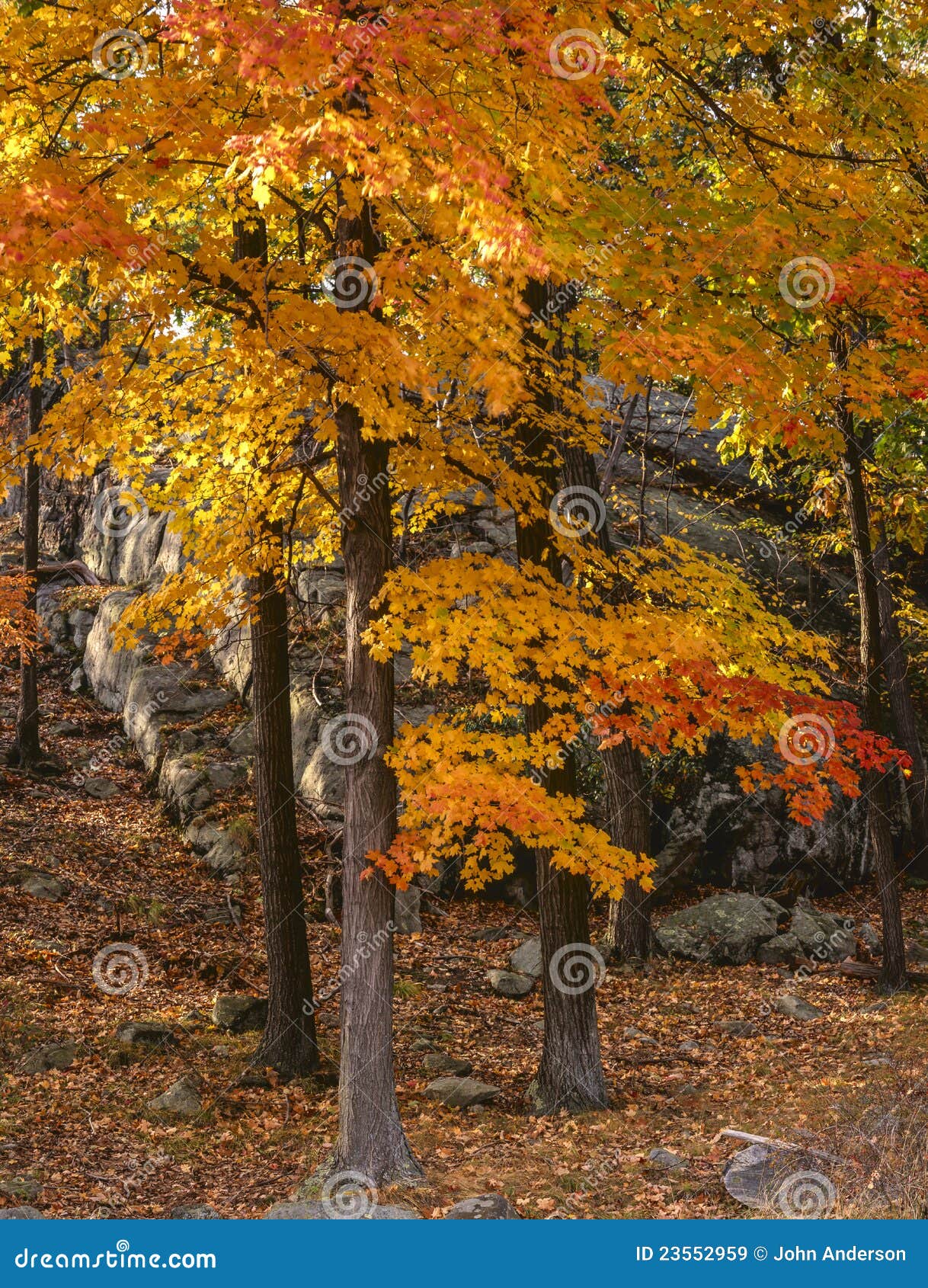 Autumn view into forest stock image. Image of forest - 23552959