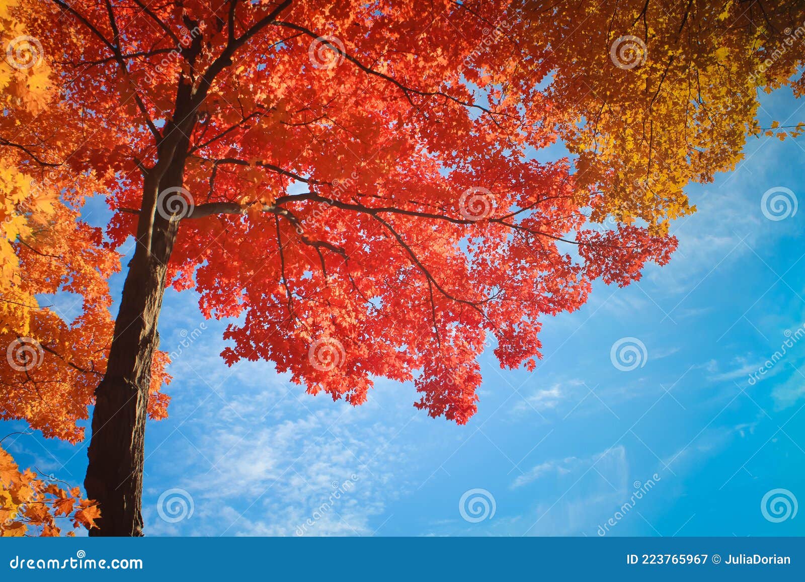 Autumn View of Maple Tree Leaves with Blue Sky Background. Autumn Trees ...