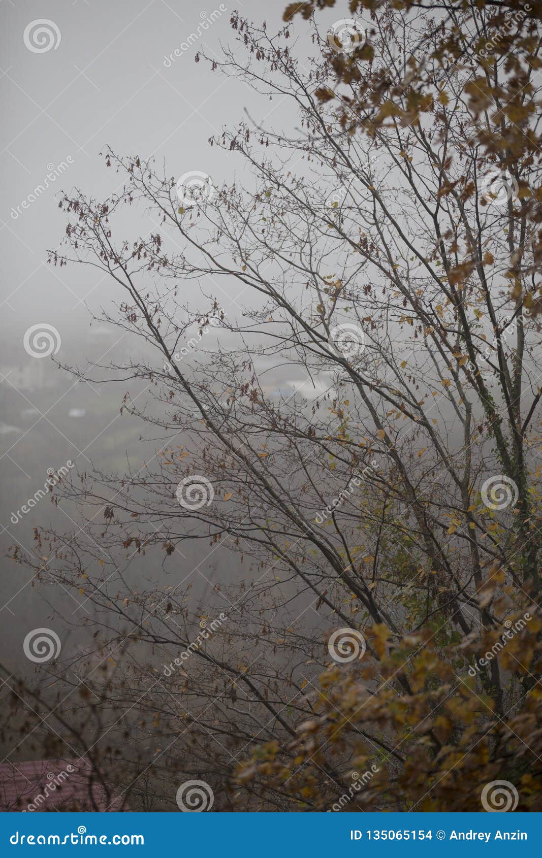 Trees with Colored Leaves and Raindrops at the Background of Mist Stock ...