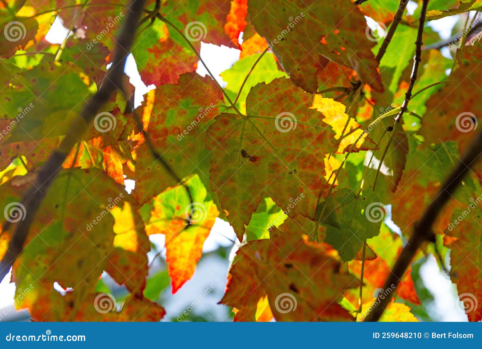 Autumn View of the Underside of Fall Leaves on a Tree with Sun Shining ...